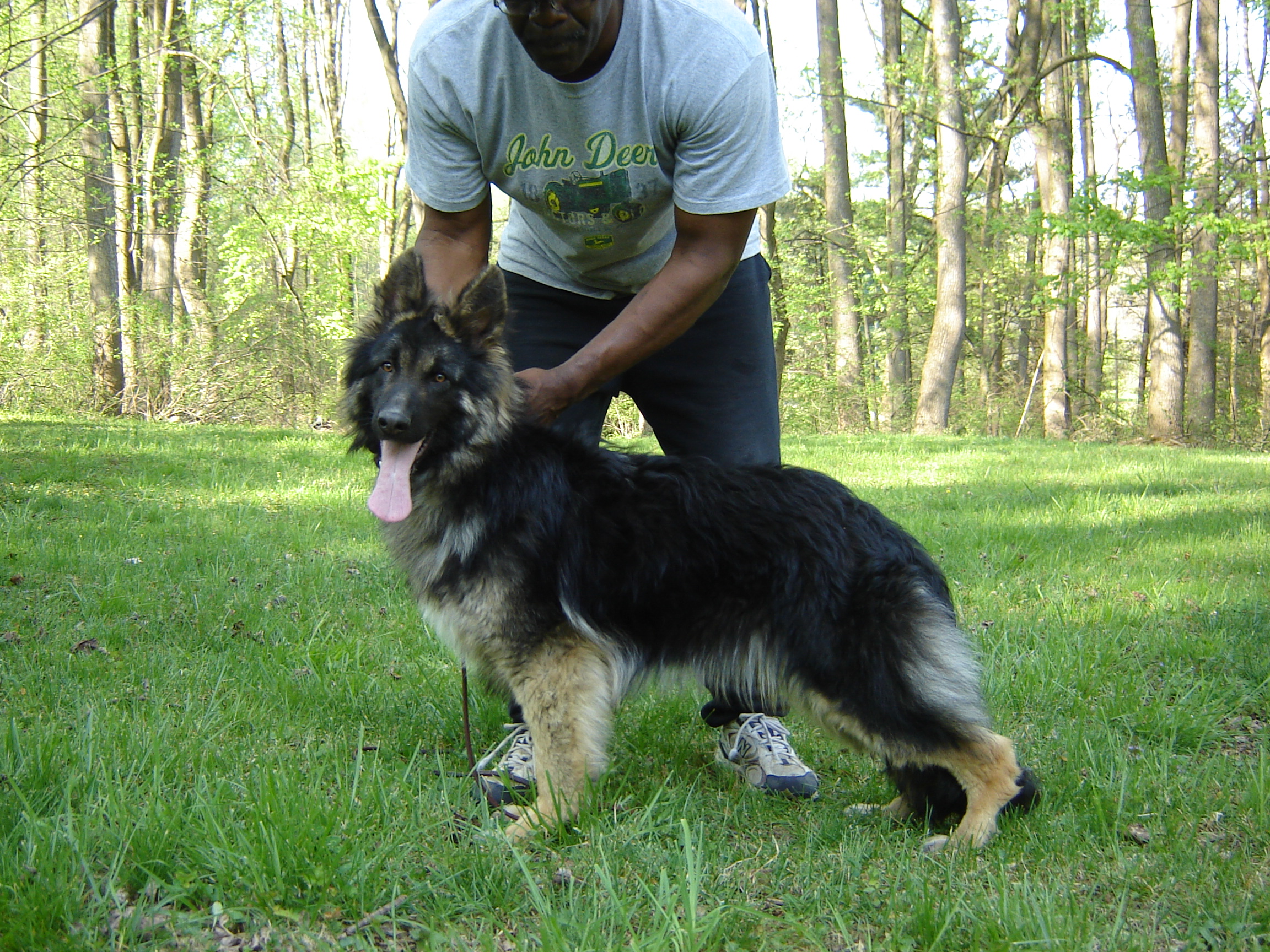 Denridge German Shepherds